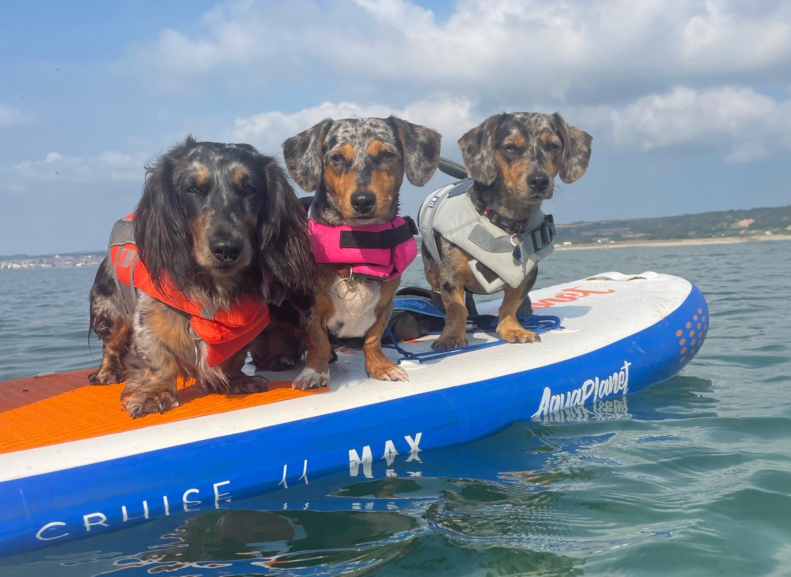 Paddle Boarding with Pets: Fun & Safety Tips – Aquaplanet